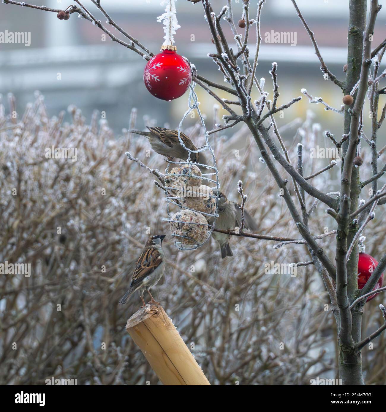 Many sparrows fight over food, sparrow pecks at suet balls, fat and ...
