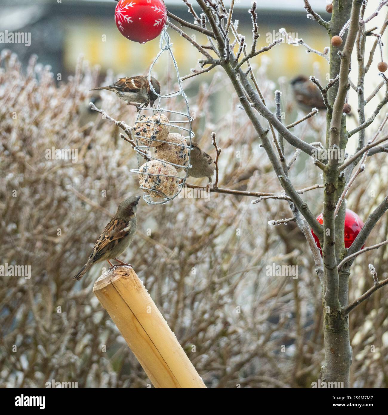 Many sparrows fight over food, sparrow pecks at suet balls, fat and ...