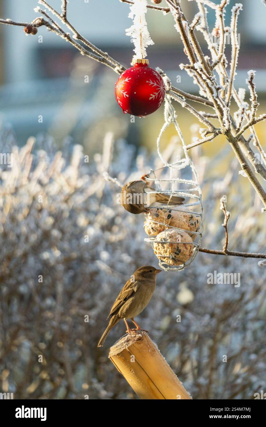 Sparrows eat grain sitting hi-res stock photography and images - Alamy