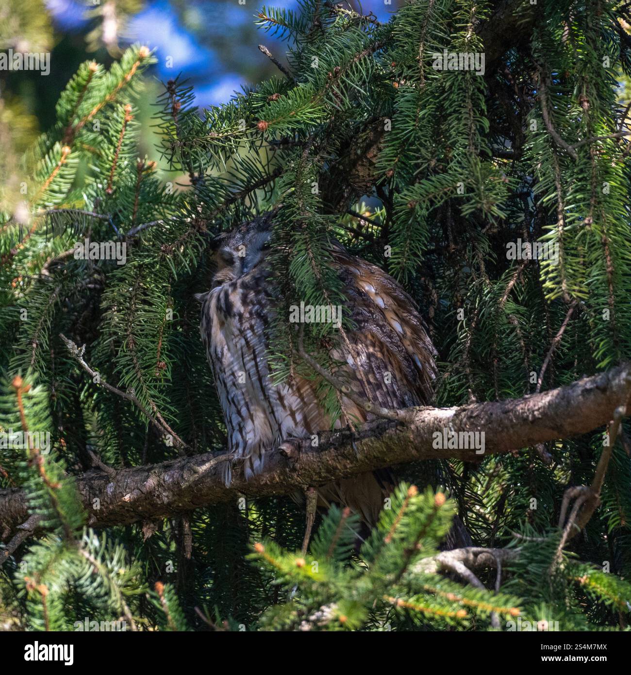 speckled long-eared owl sits in a dense fir tree, owl sleeps in hiding ...