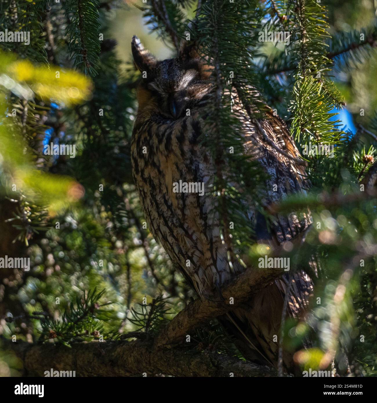 speckled long-eared owl sits in a dense fir tree, owl sleeps in hiding ...