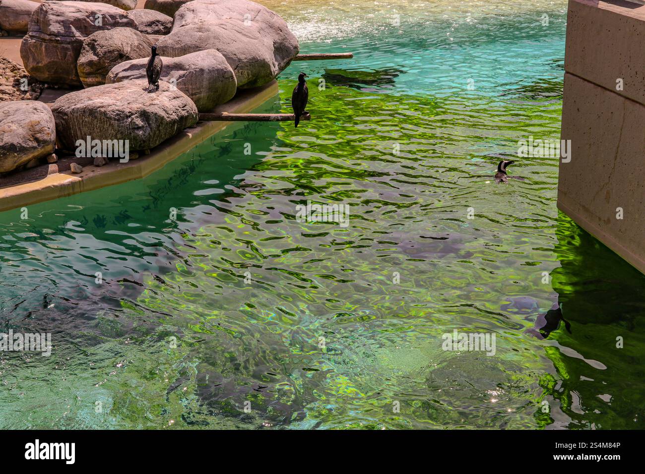 Penguins swimming in the pool Stock Photo - Alamy
