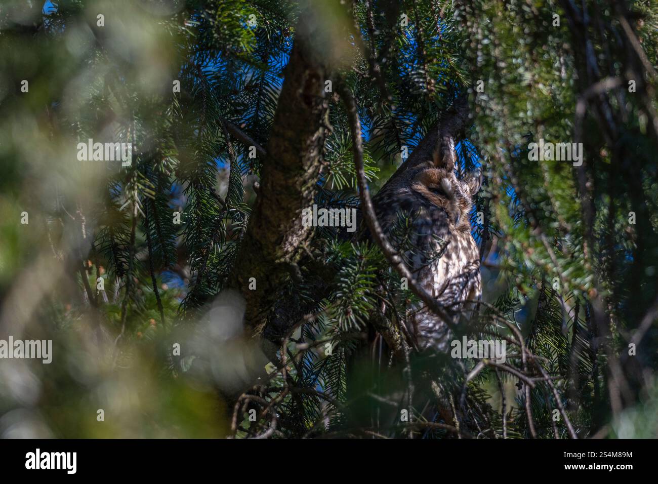 speckled long-eared owl sits in a dense fir tree, owl sleeps in hiding ...