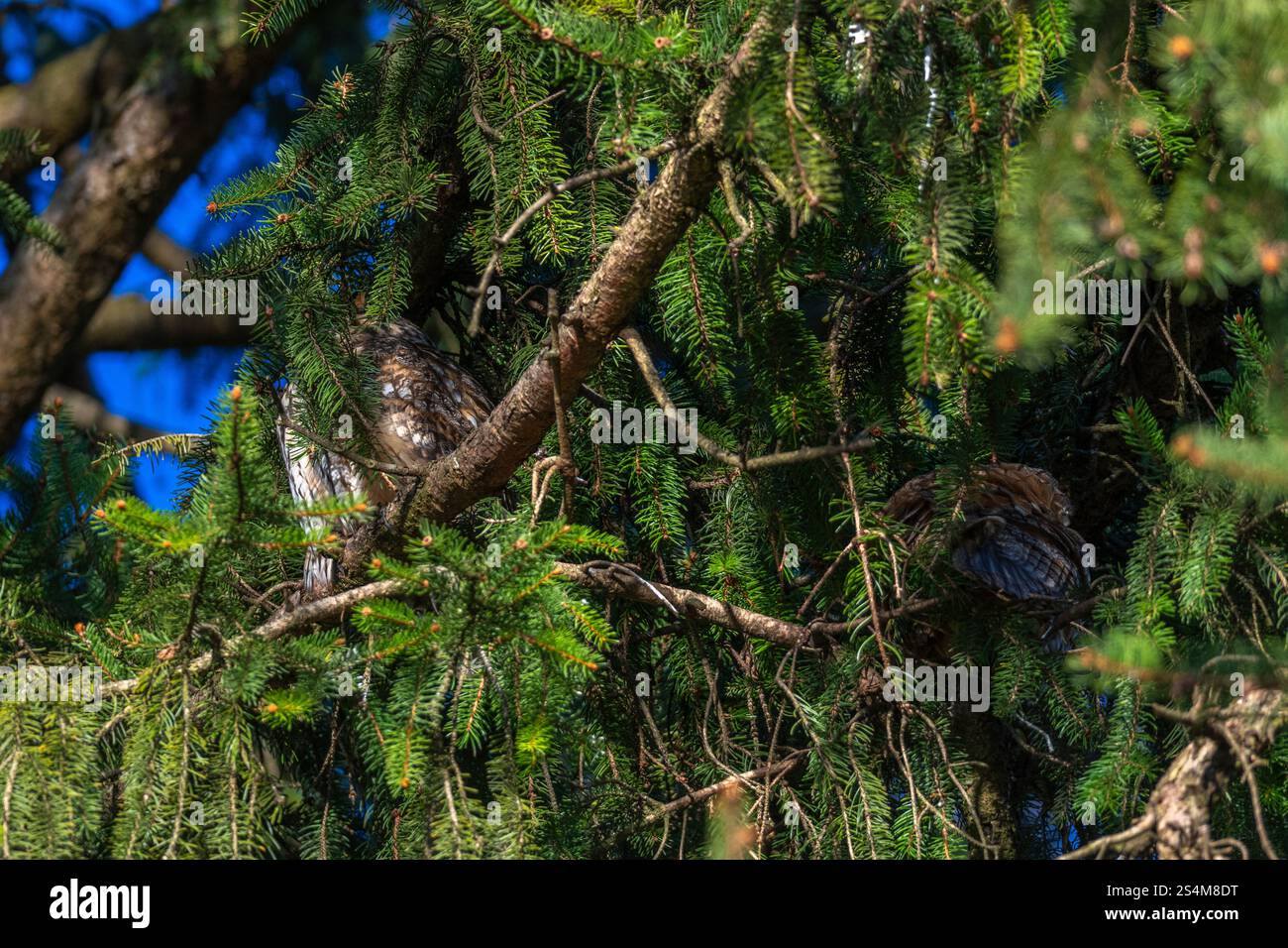 speckled long-eared owl sits in a dense fir tree, owl sleeps in hiding ...