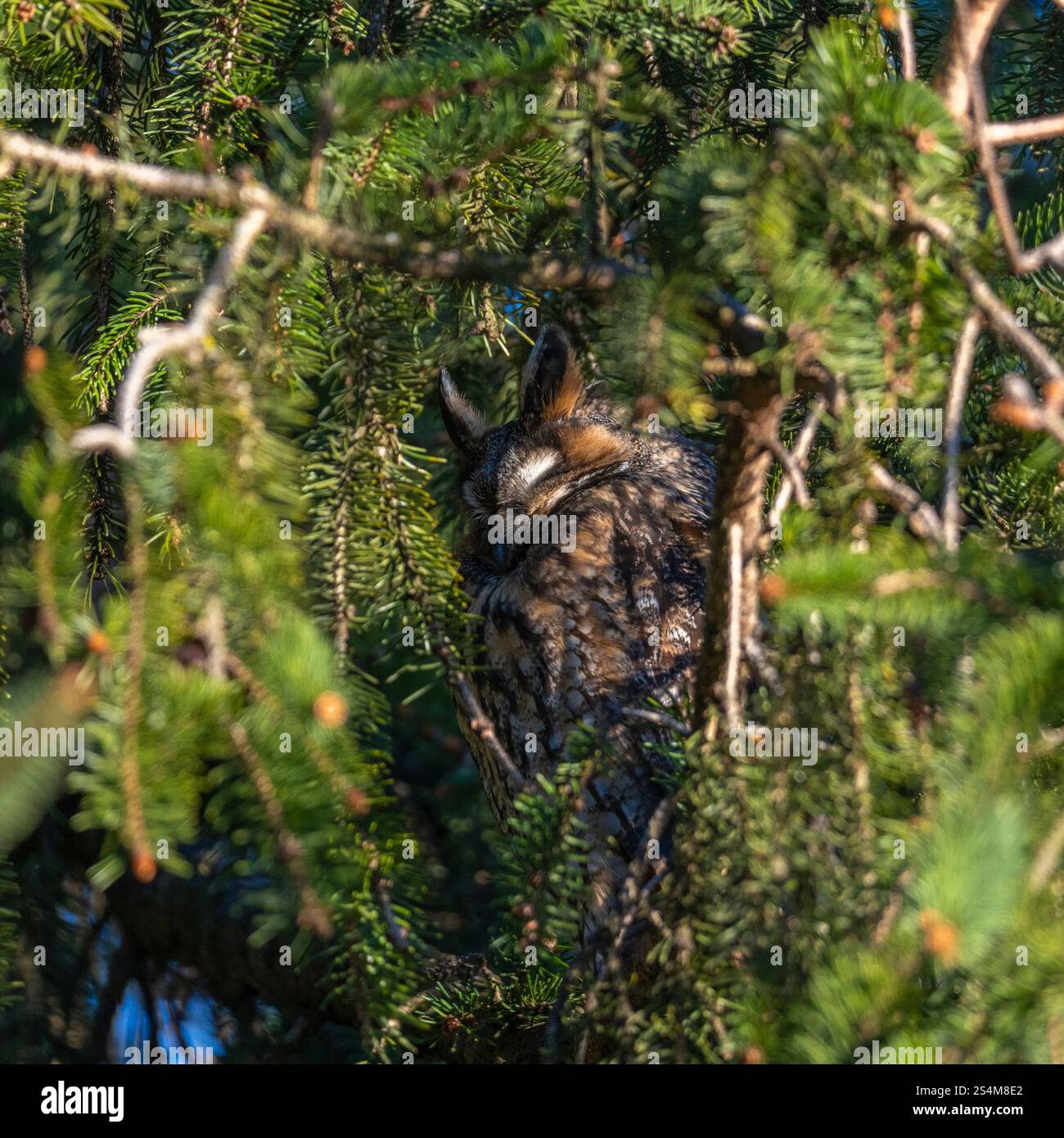 speckled long-eared owl sits in a dense fir tree, owl sleeps in hiding ...