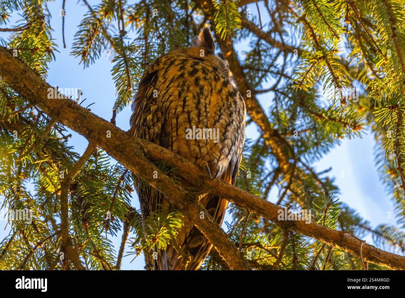 speckled long-eared owl sits in a dense fir tree, owl sleeps in hiding ...