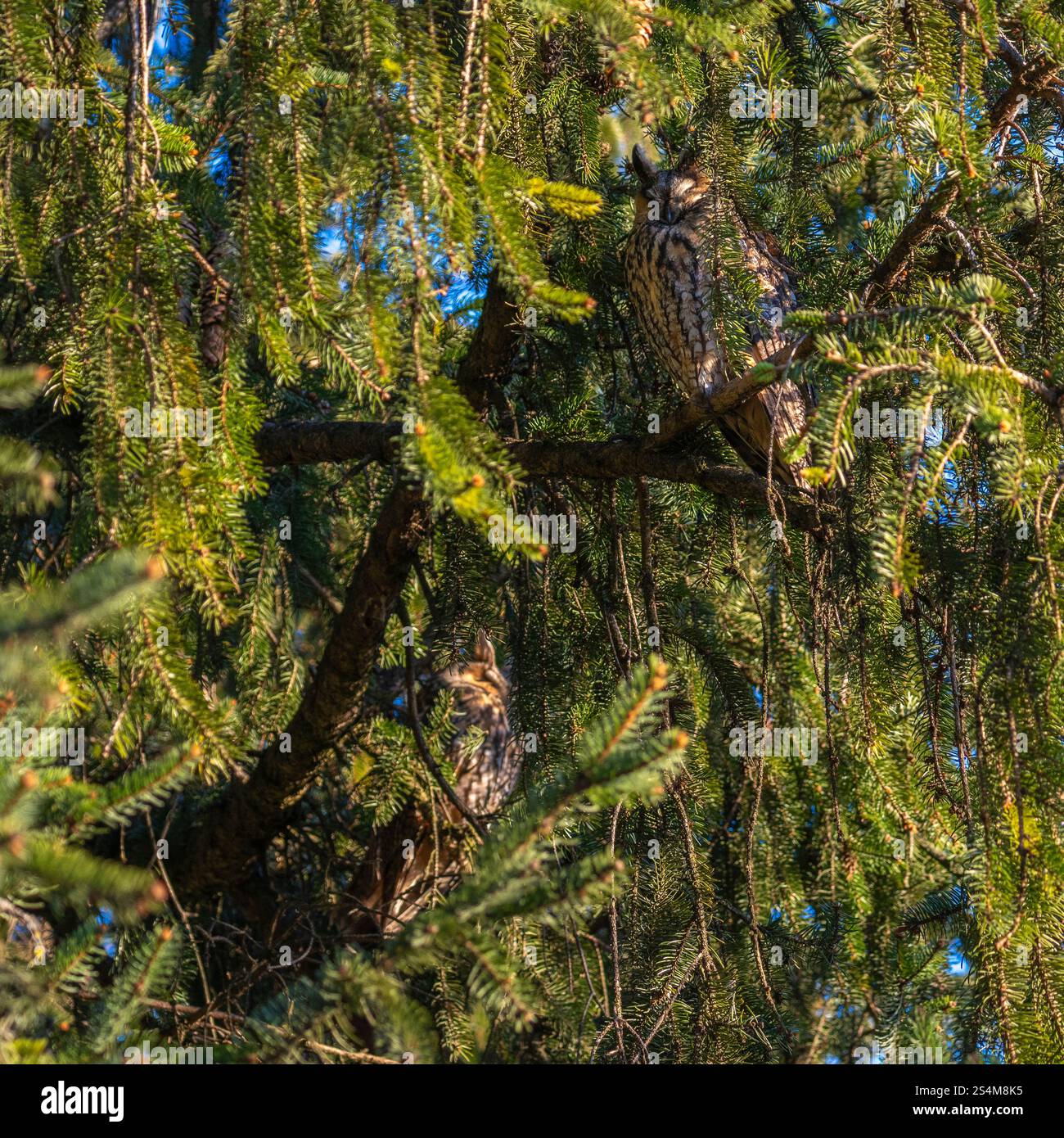 speckled long-eared owl sits in a dense fir tree, owl sleeps in hiding ...