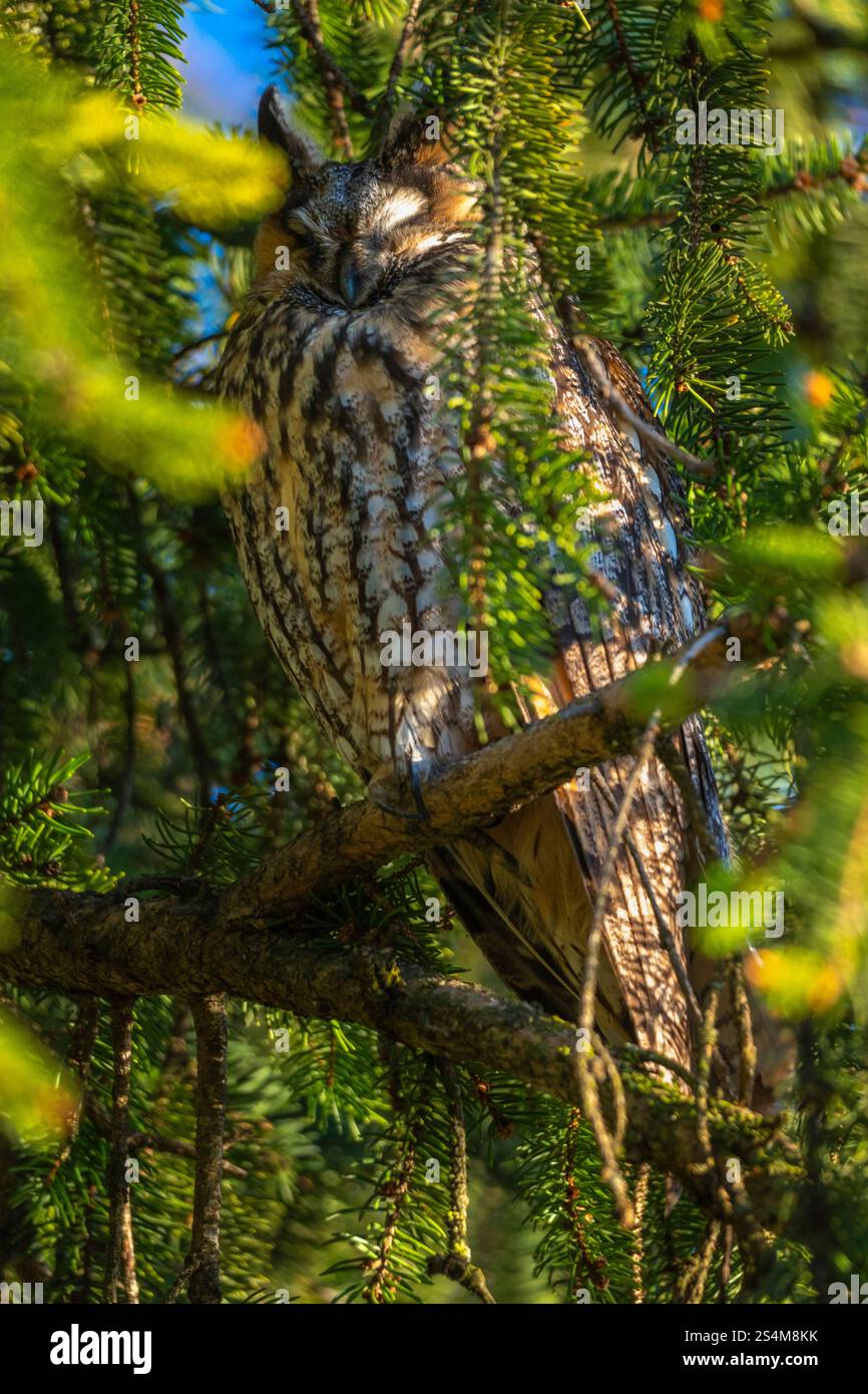 speckled long-eared owl sits in a dense fir tree, owl sleeps in hiding ...