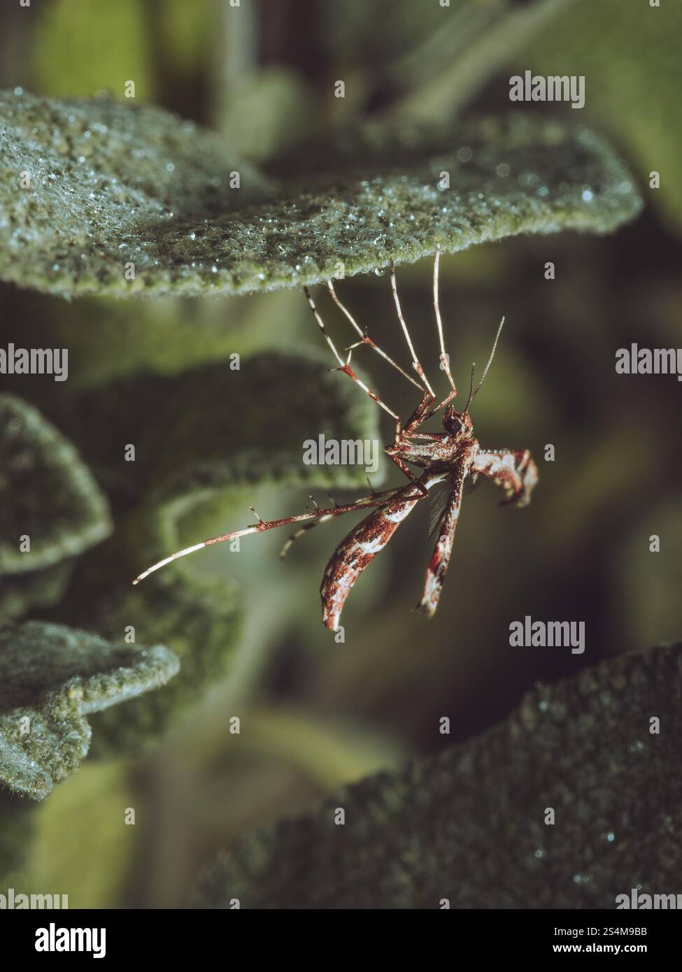 A wood-sage plume moth sheltering from the rain under a leaf Stock ...