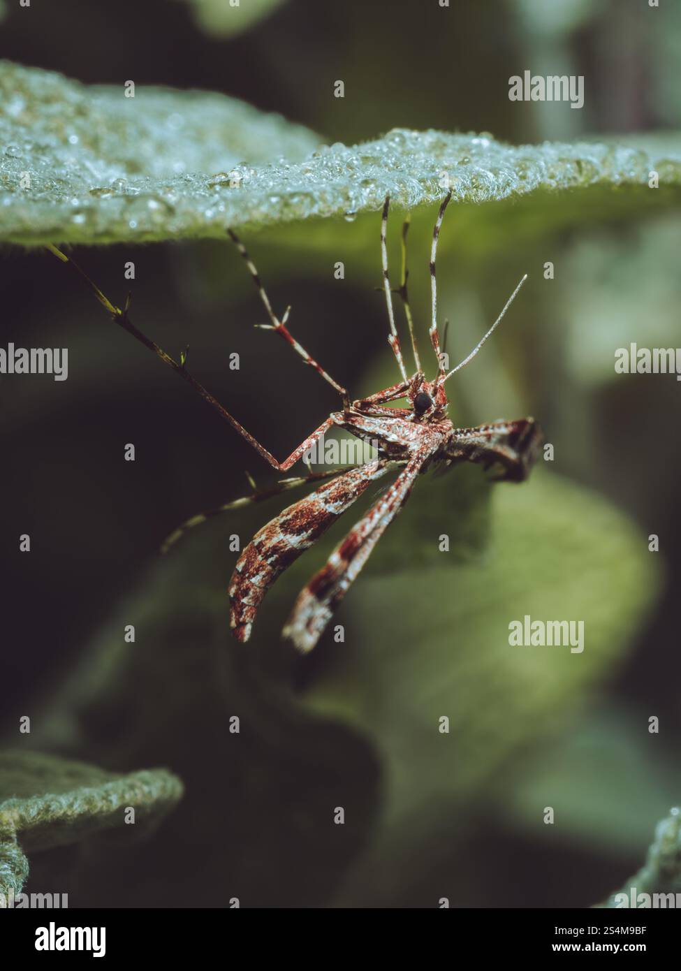 A wood-sage plume moth sheltering from the rain under a leaf Stock ...