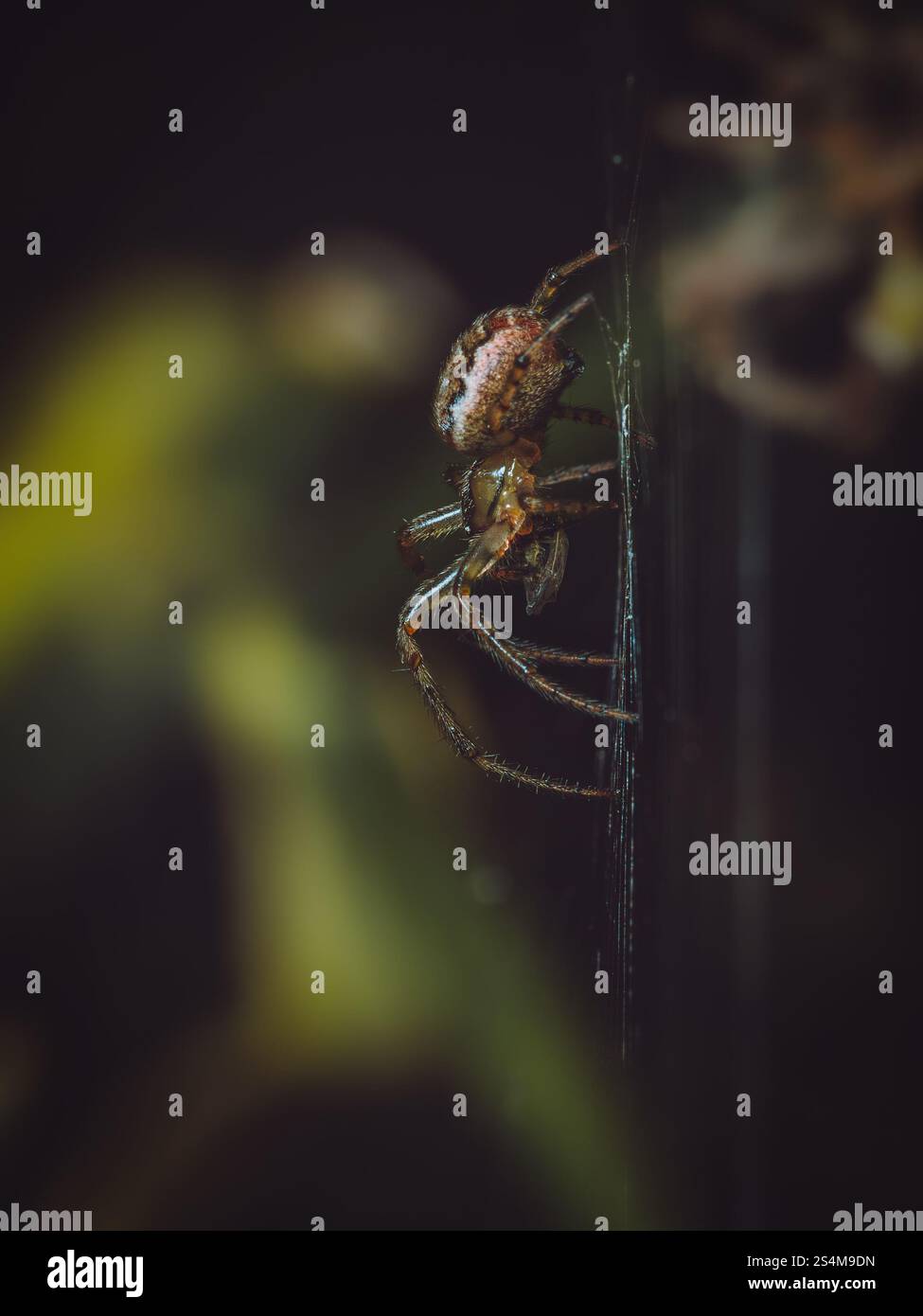 Orb weaving spider on hi-res stock photography and images - Alamy