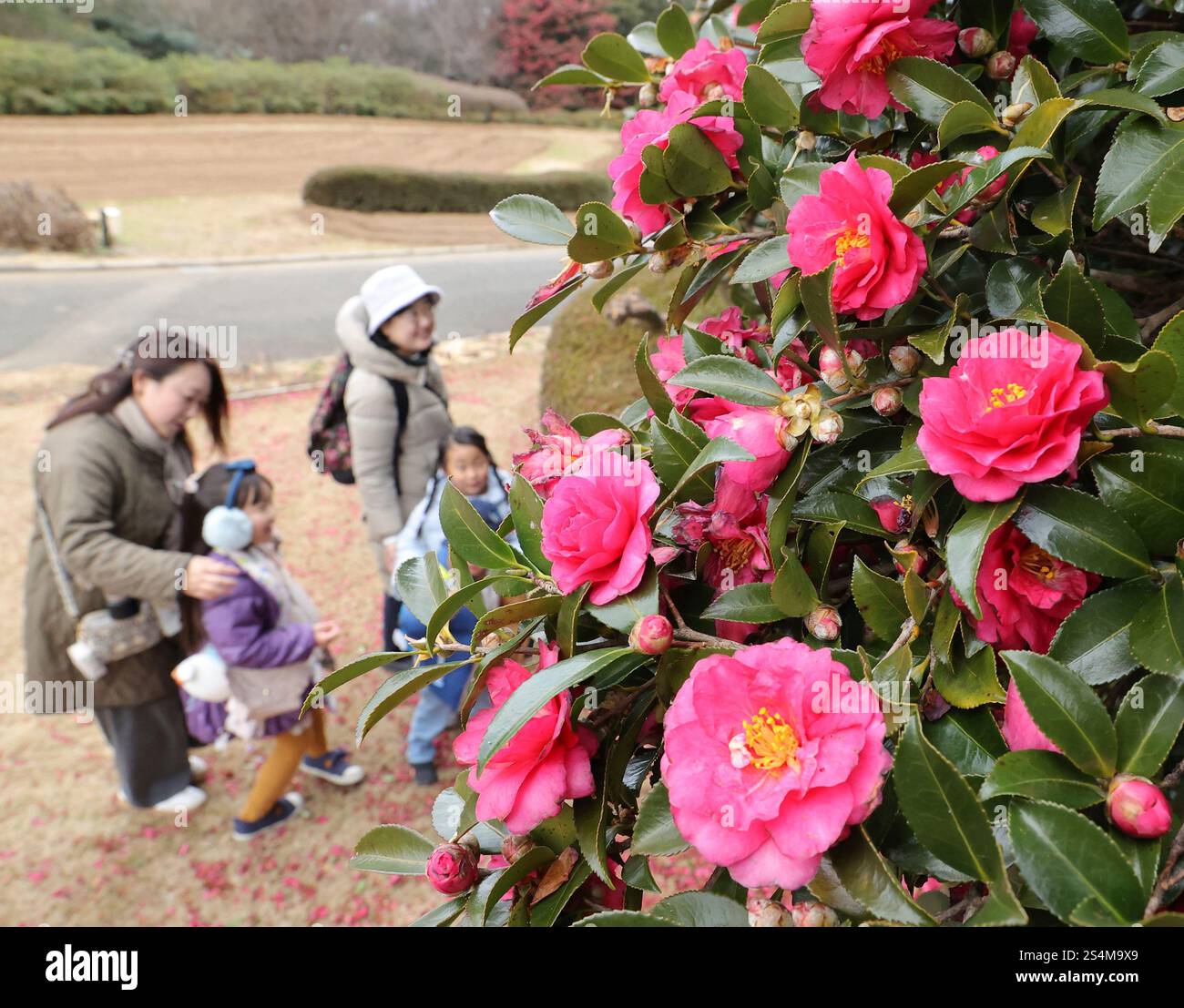 Flowers of Camellia sasanqua (sasanqua camellia) are in full bloom in ...