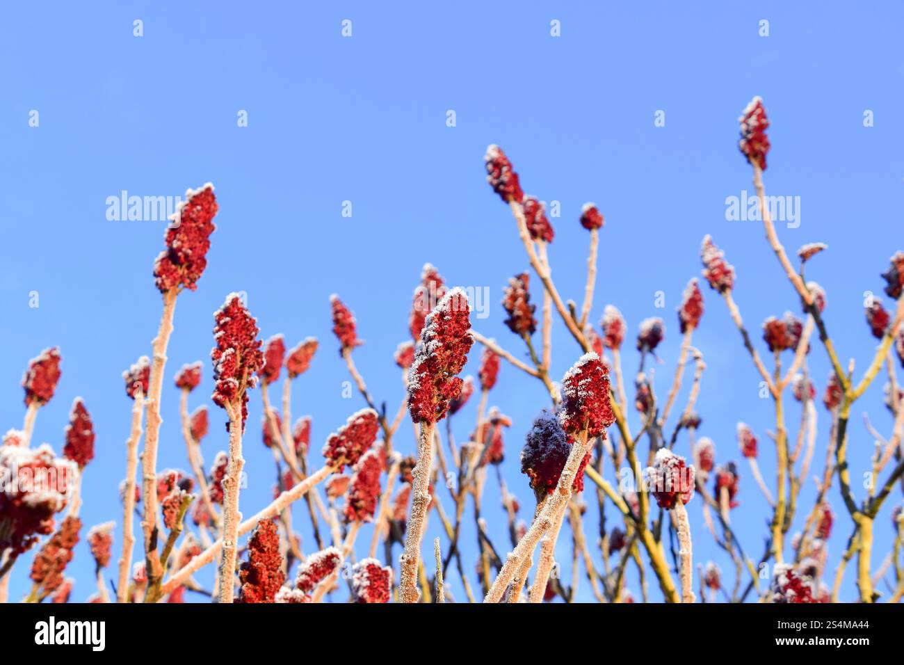 Sumac tree hi-res stock photography and images - Alamy