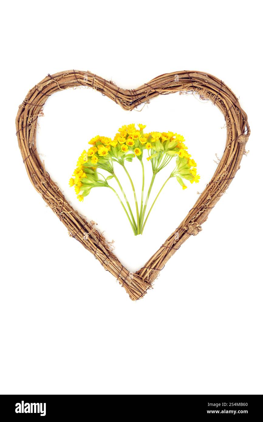 Cowslip spring flowers with heart wreath on white. Romantic symbol for ...