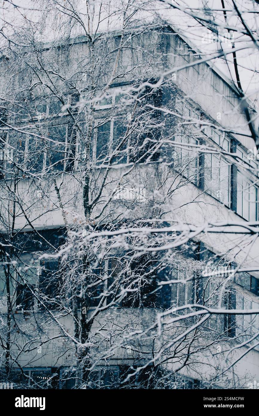 Thin birch branches covered hoarfrost hi-res stock photography and ...
