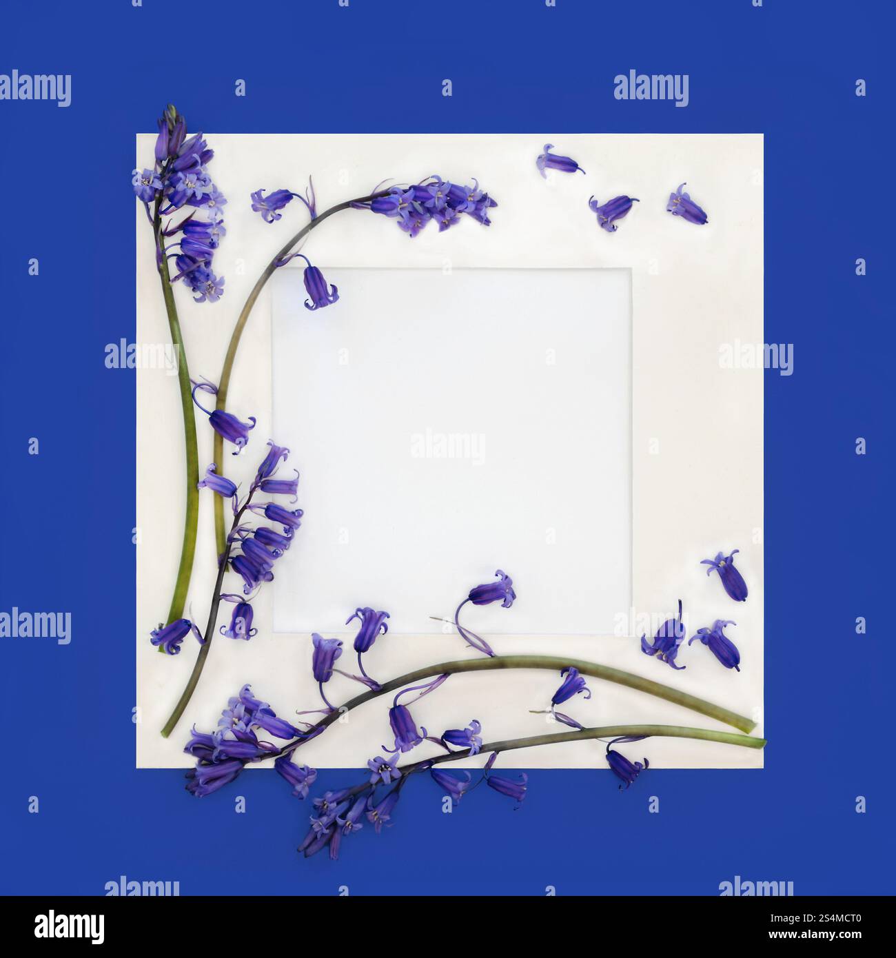 Bluebell flower Beltane and Spring background border with white frame ...