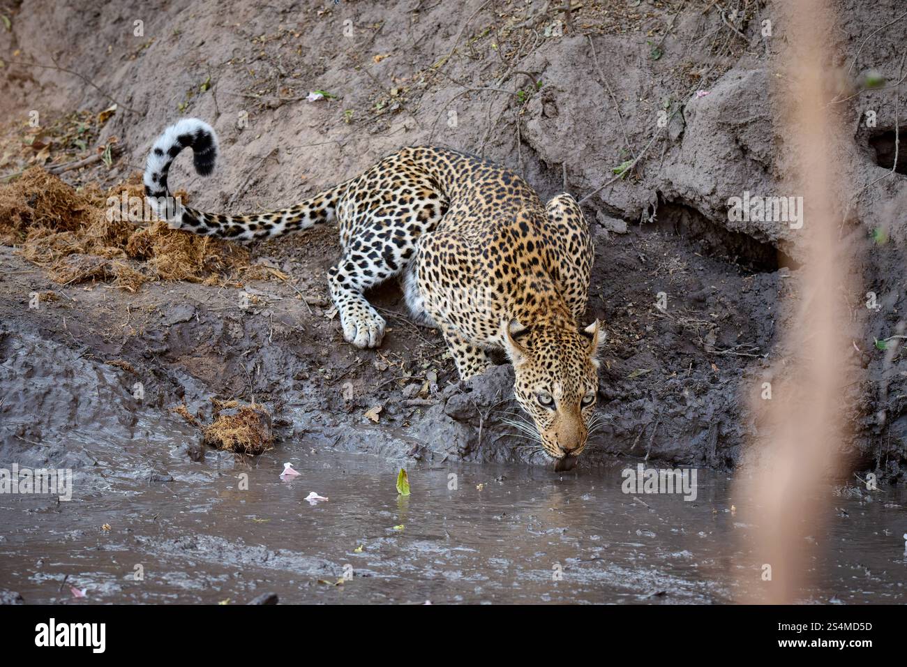 African leopard (Panthera pardus pardus) drinking at a mud pool, South ...
