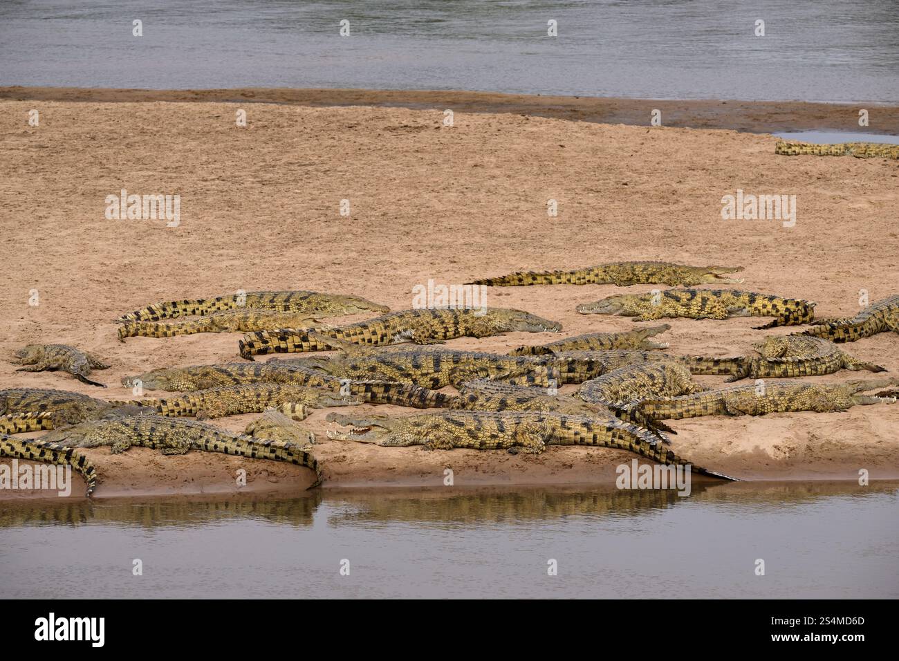 Large group of Nile crocodiles (Crocodylus niloticus) on a sandbank of the Luangwa River, South ...