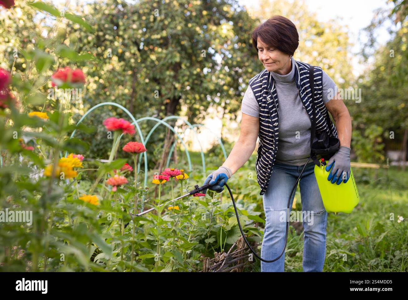 Woman spraying flowers in his garden with insecticides from spray ...