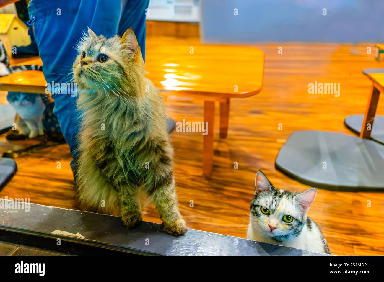 CHIANG RAI, THAILAND - MAY 10, 2019: Curious cats in cat cafe sitting ...