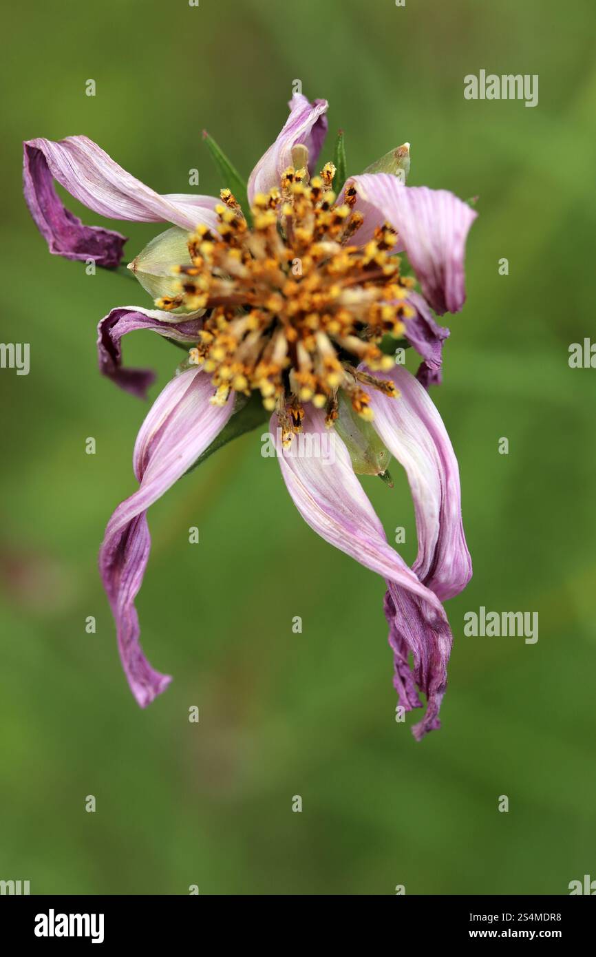 a wilted flower in the garden Stock Photo - Alamy