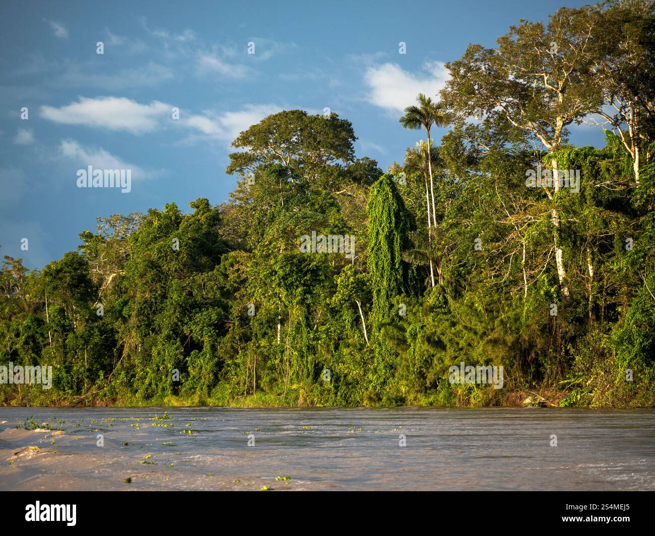 Amazon river landscape with rainforest. Taken near the small town of ...