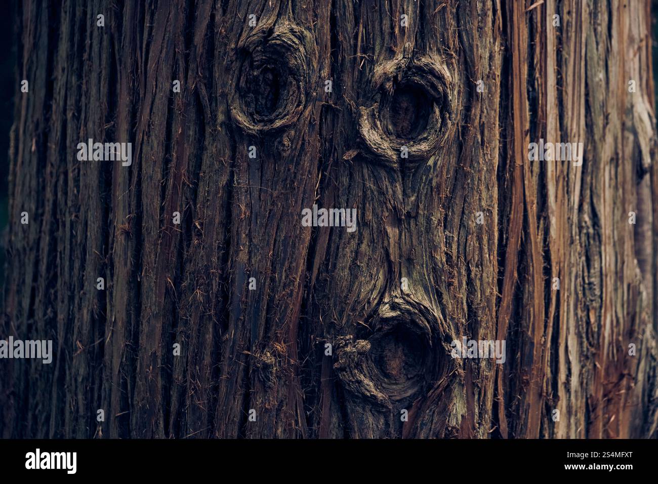 The bark of the Japanese cedar tree. Evergreen coniferous plants of the ...