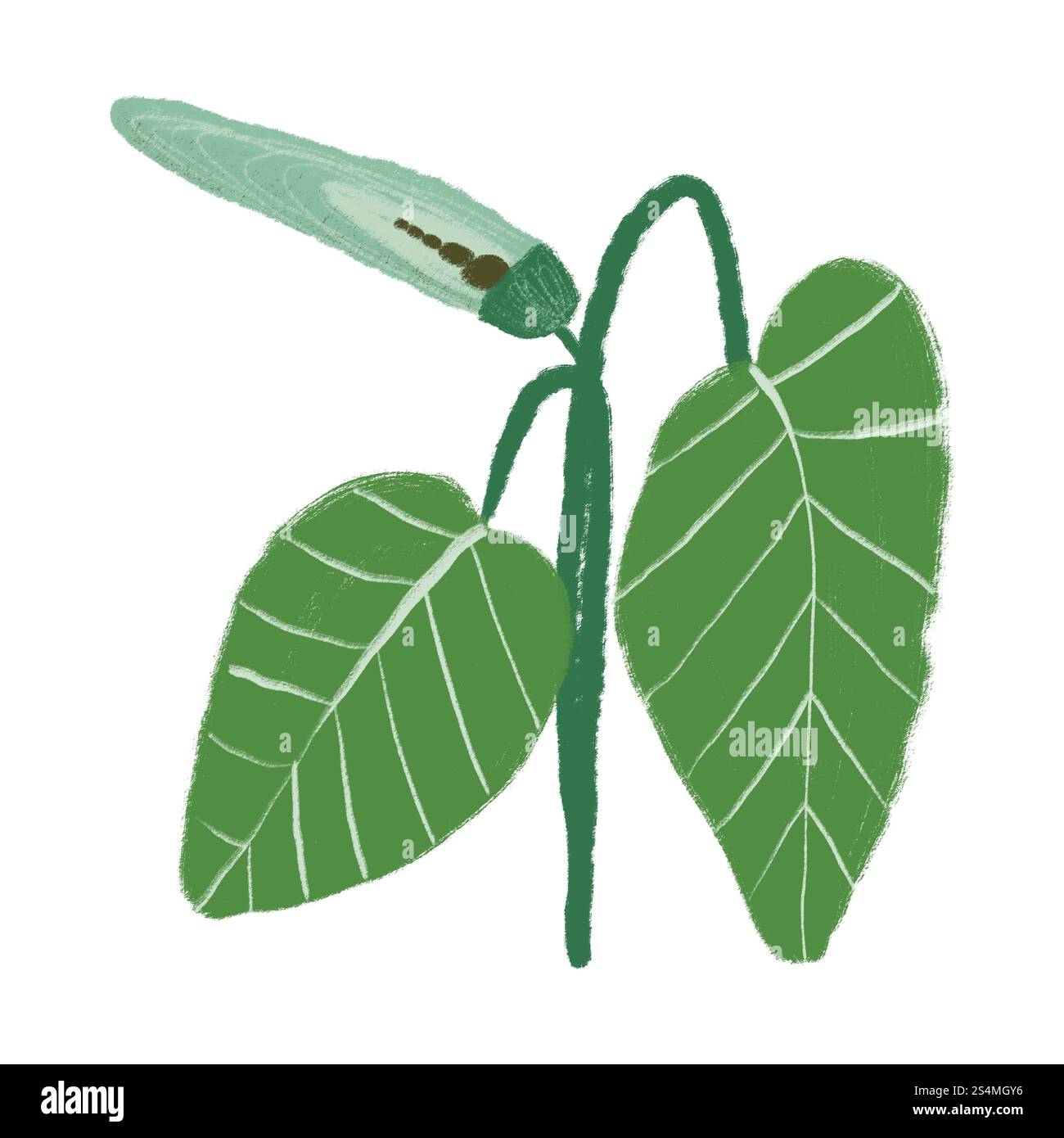 Simple illustration of a green plant with broad leaves and an emerging ...