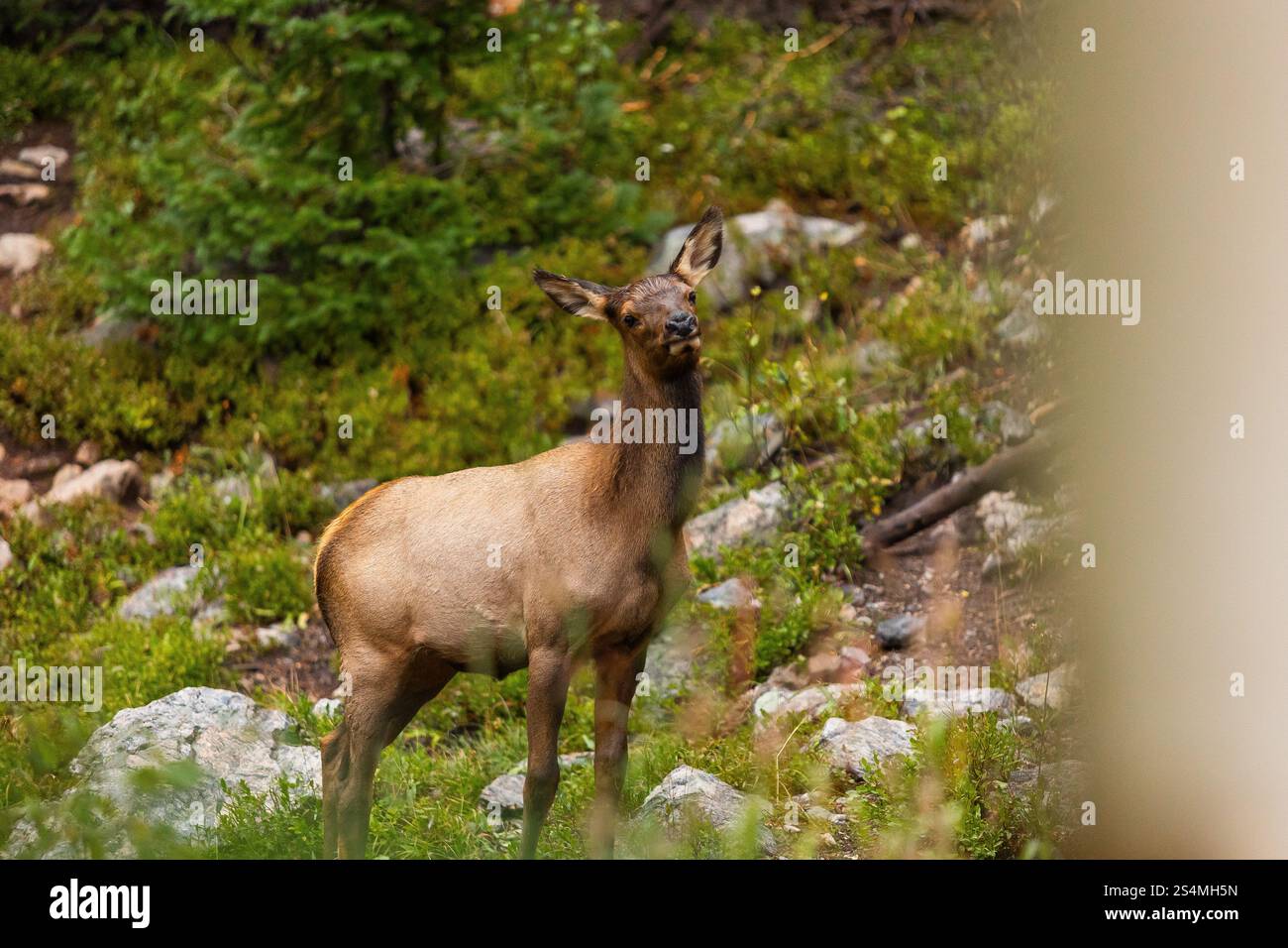 An elk stands alert amidst the wild terrain of Colorado, surrounded by ...