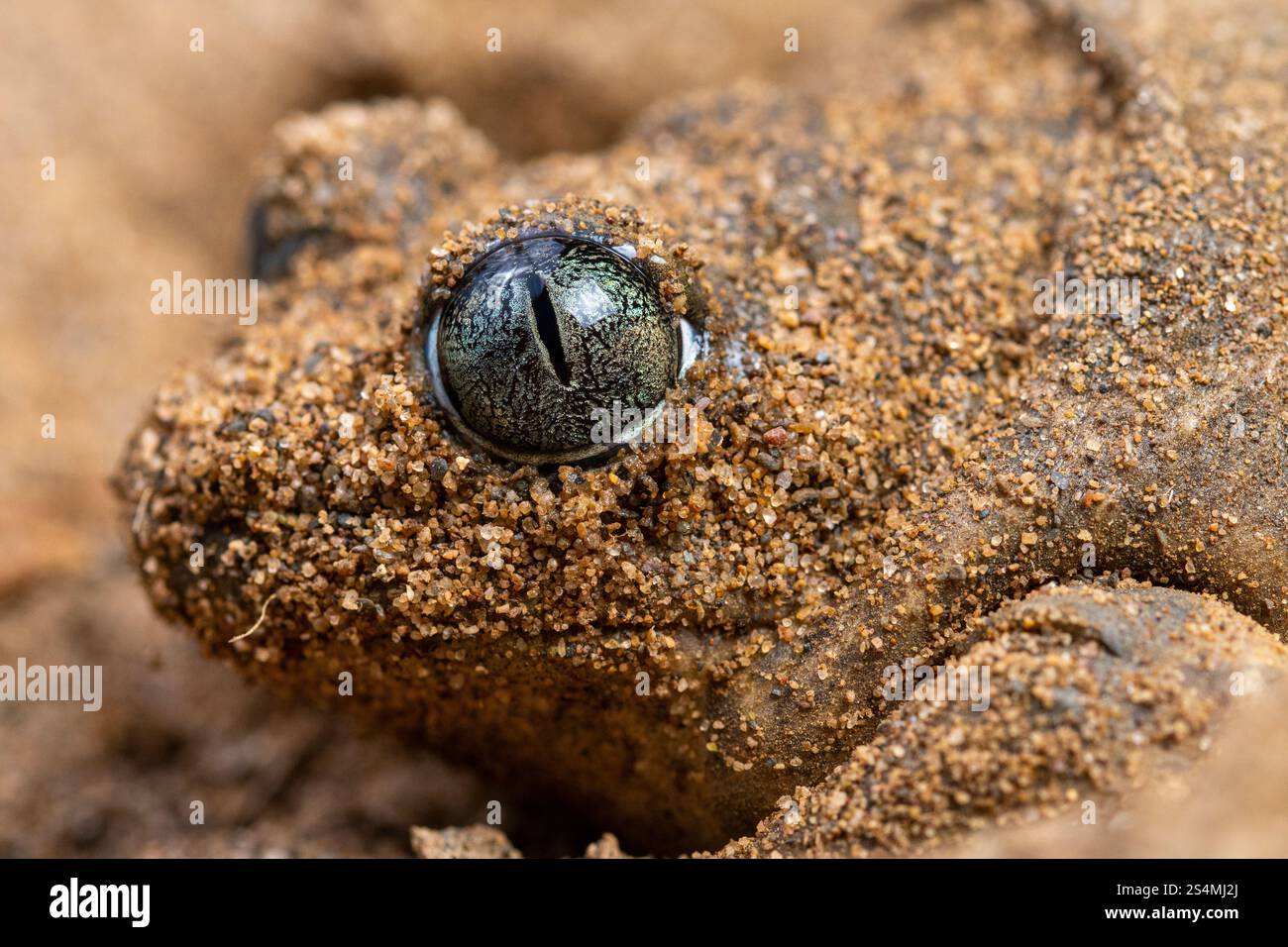 Close-up image of a common spadefoot toad, Pelobates cultripes, with ...