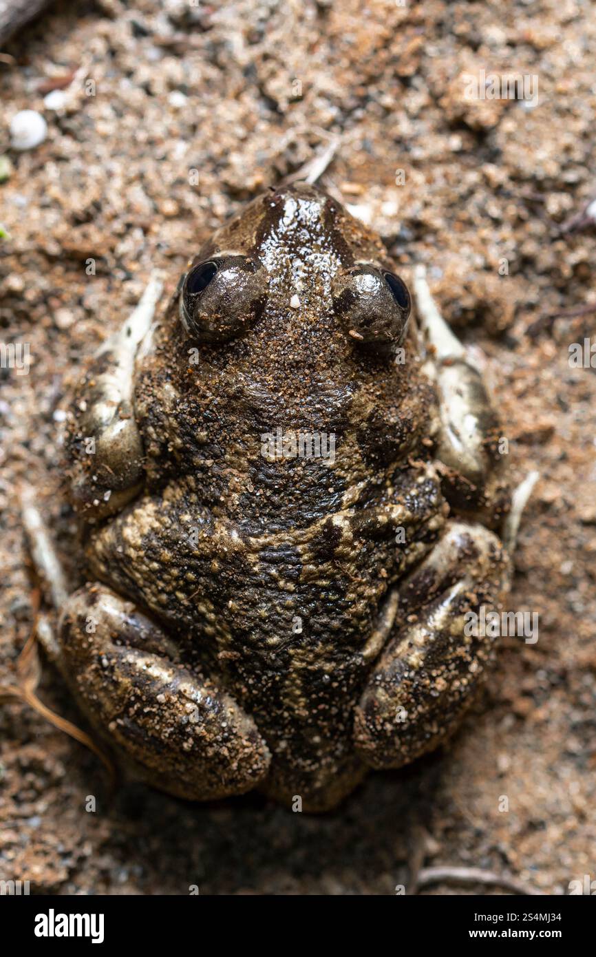 A detailed image of the common spadefoot toad, Pelobates cultripes ...