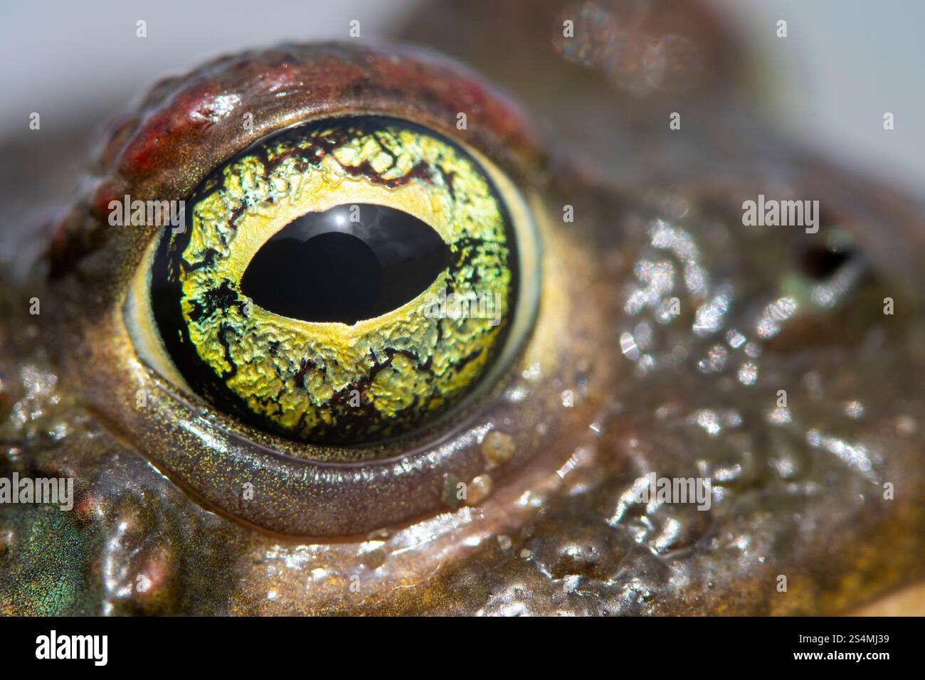 Capture of the natterjack toad's eye showcasing unique colors and ...