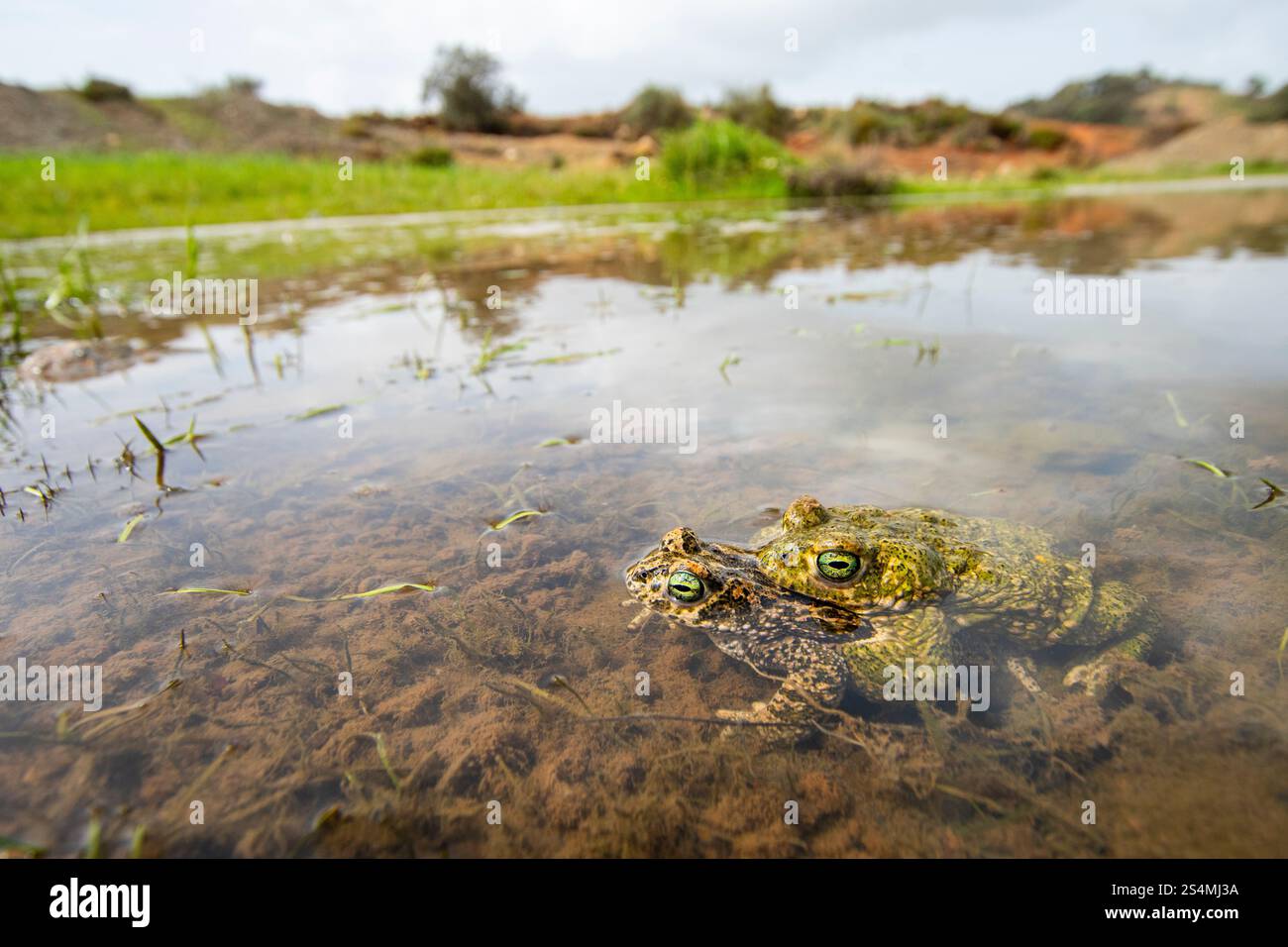 Two natterjack toads, Epidalea calamita, are captured in their natural ...