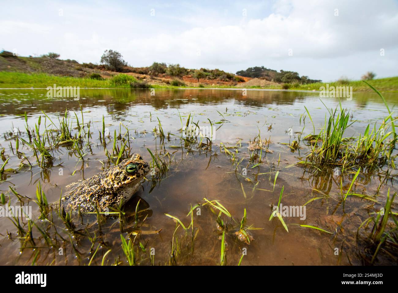 A natterjack toad, Epidalea calamita, rests by a pond amidst tall ...