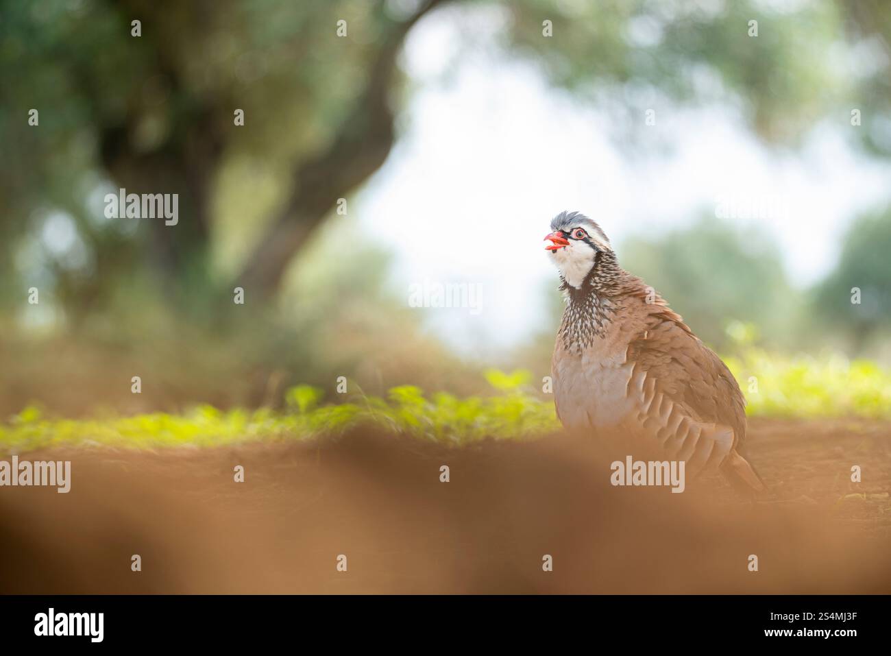 A red-legged partridge stands amidst a soft-focus woodland background ...
