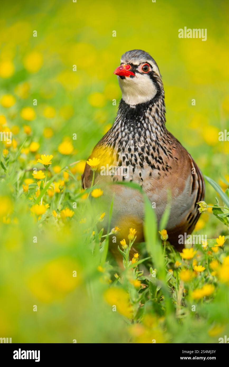 A striking red-legged partridge stands amidst a lush field of vibrant ...