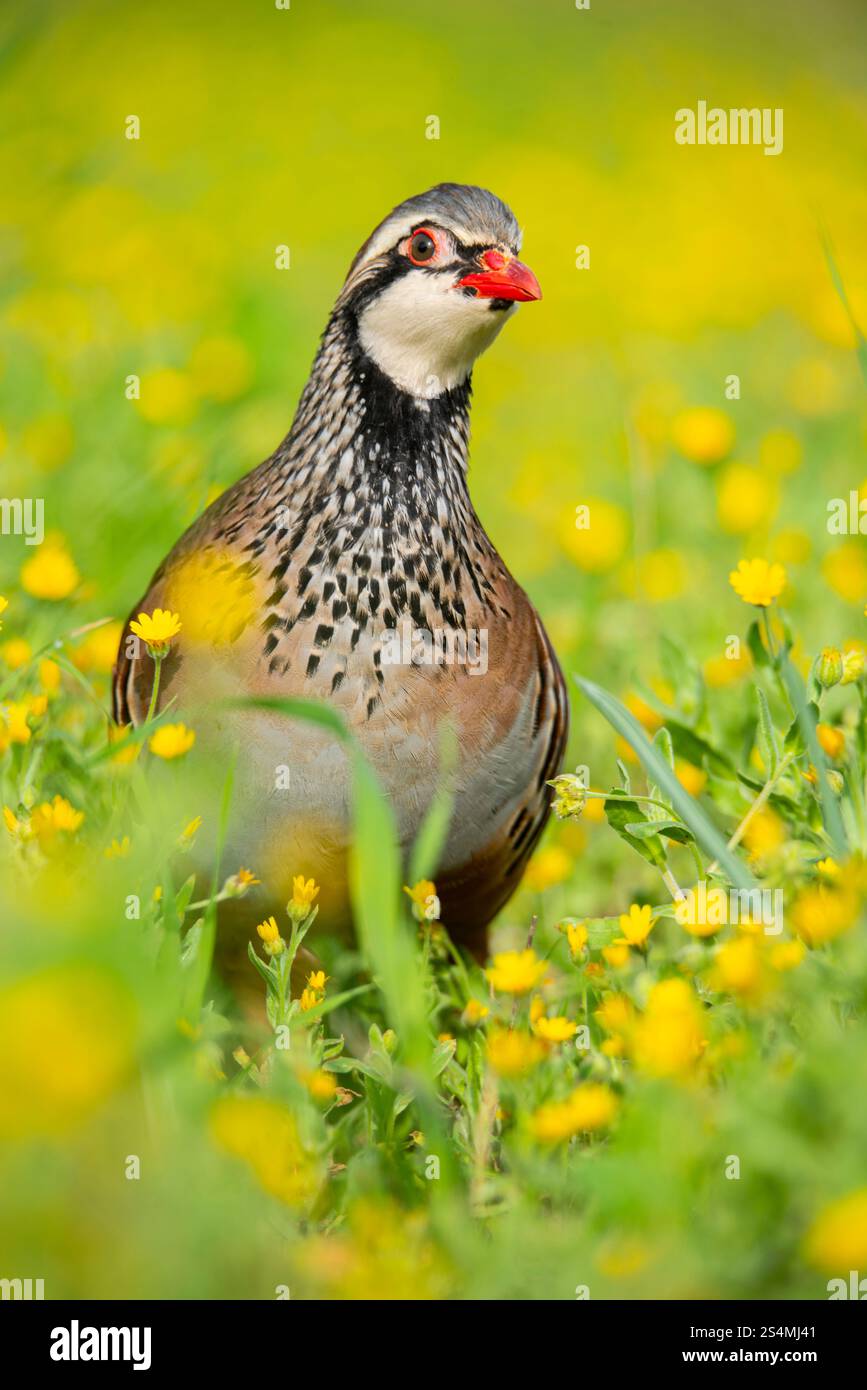 Striking yellow eye stands hi-res stock photography and images - Alamy