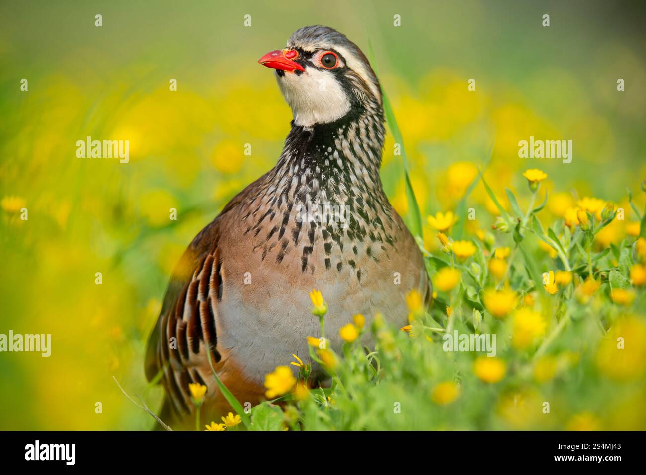 A red-legged partridge stands proudly among lush yellow wildflowers ...