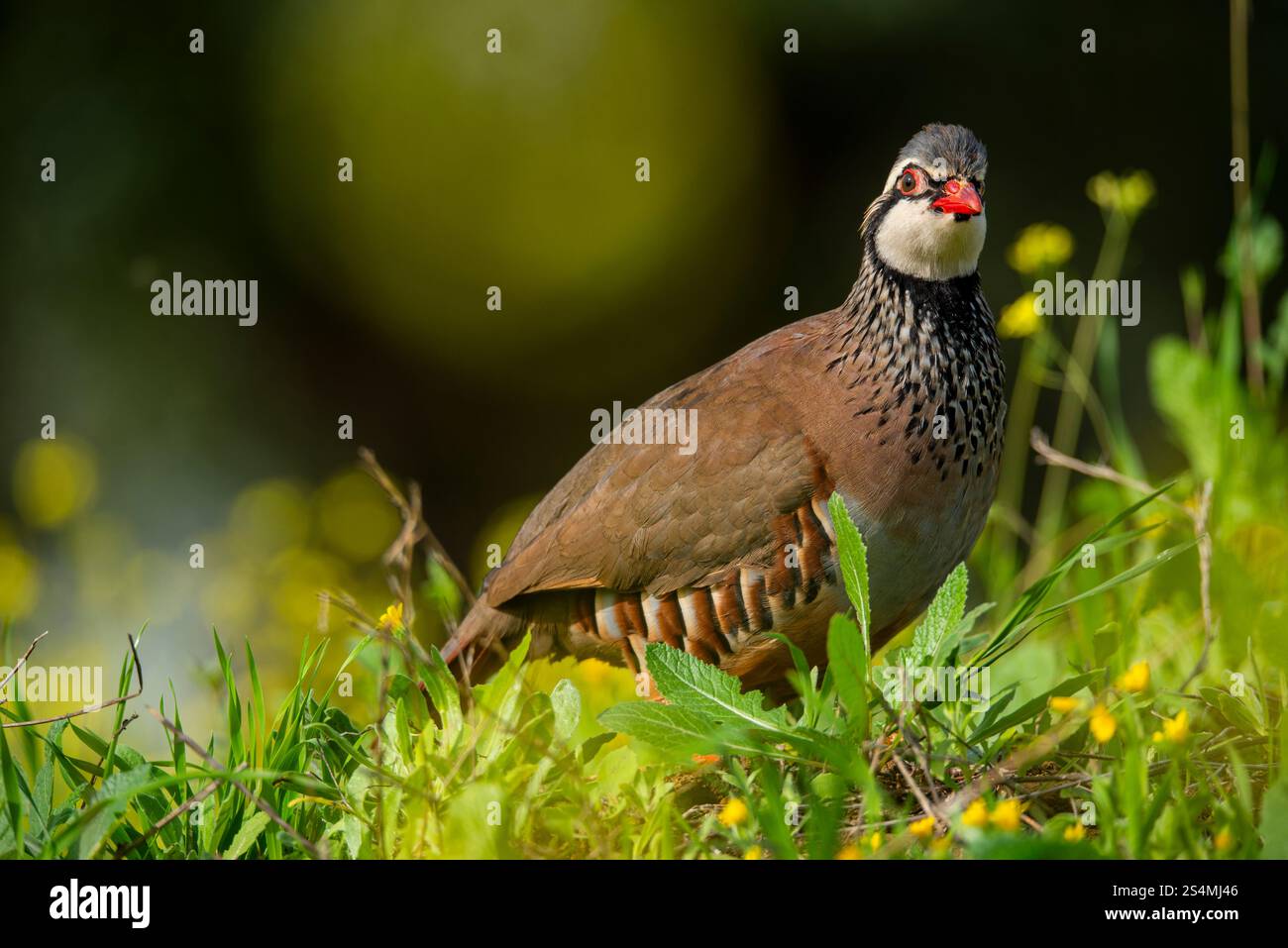 A red-legged partridge stands gracefully amidst vibrant green foliage ...