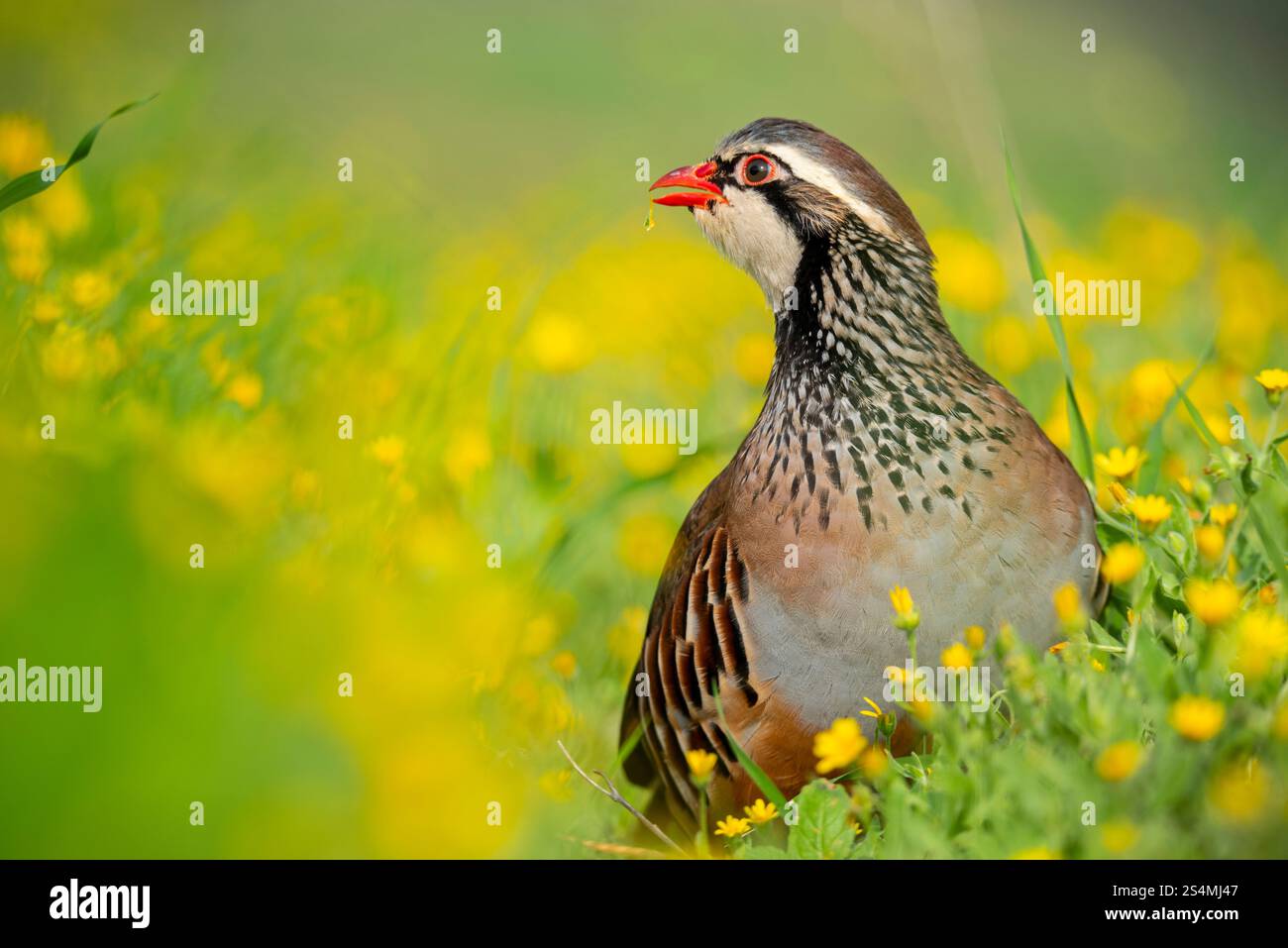 A red-legged partridge stands elegantly amidst bright yellow ...