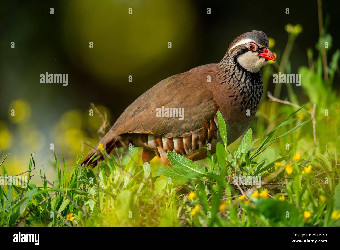 A red-legged partridge stands gracefully amidst vibrant green foliage ...