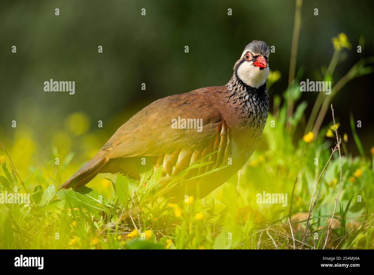 Captivating image of a red-legged partridge amidst greenery and yellow ...