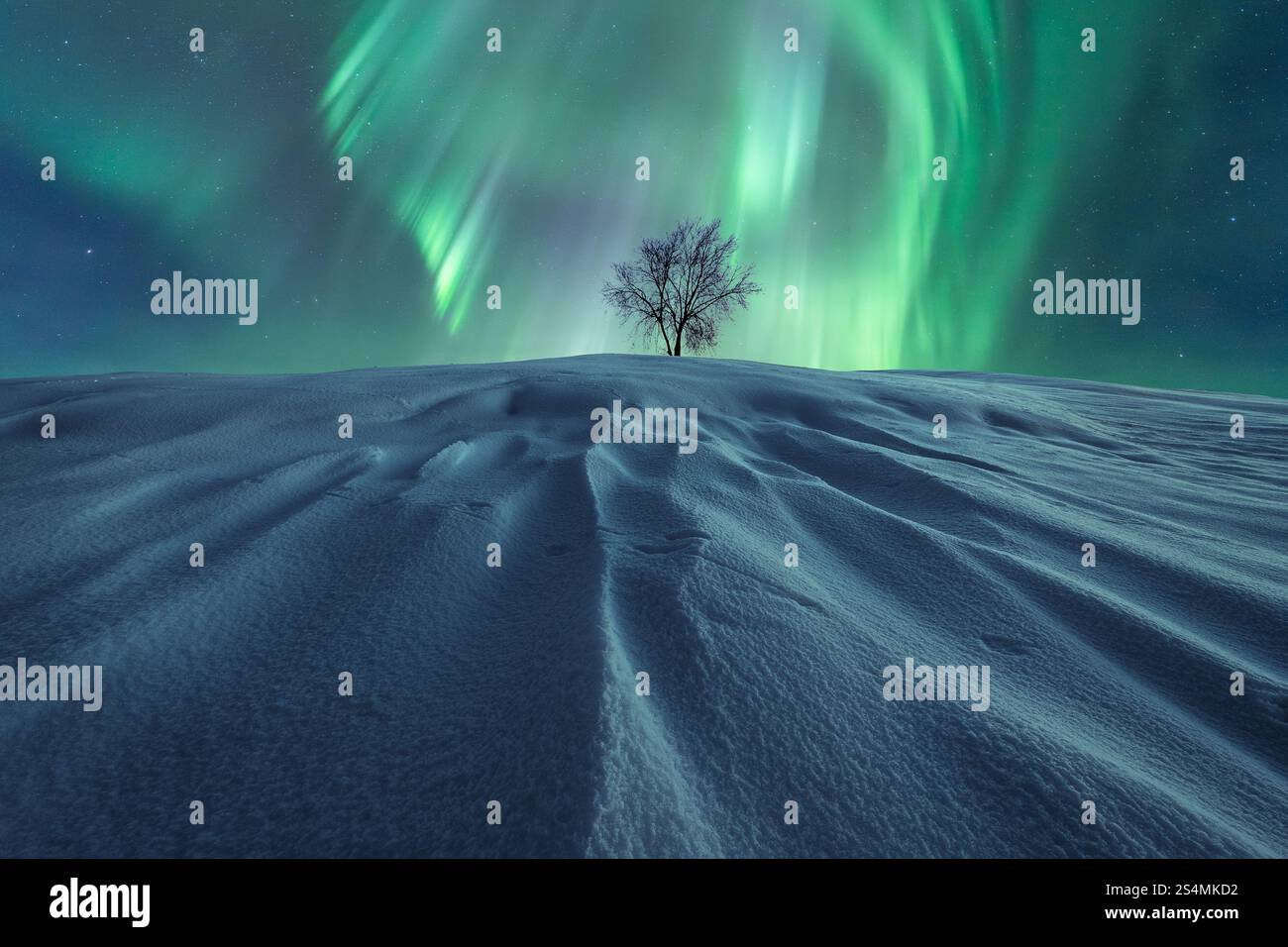 A solitary tree stands on windswept, snow-clad hill beneath a brilliant ...