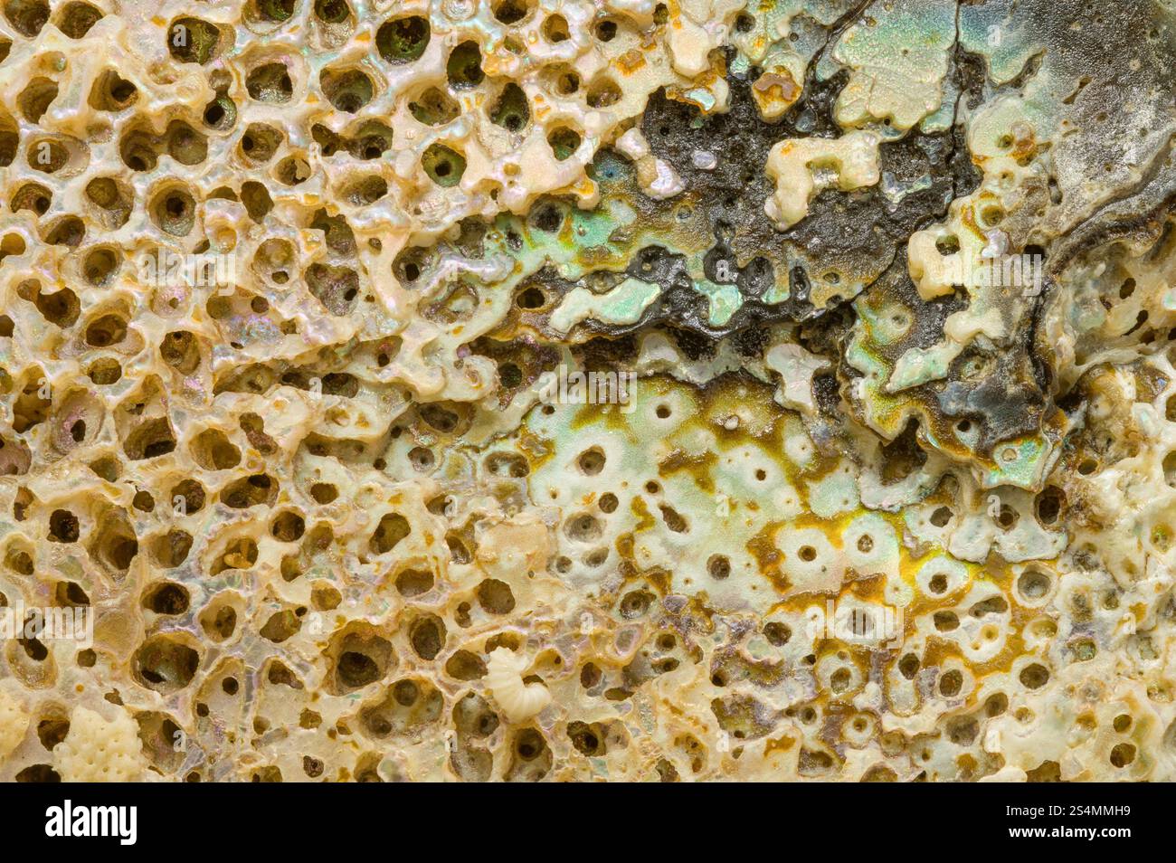Macro view of the textured surface of an abalone shell, showcasing ...