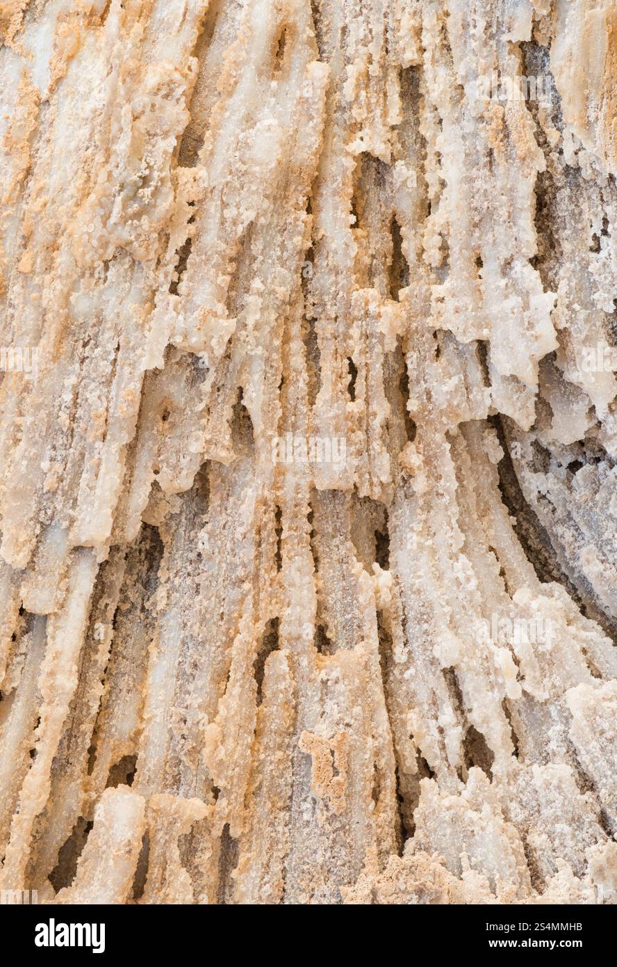 A detailed macro photograph of fossilized coral from Florida ...