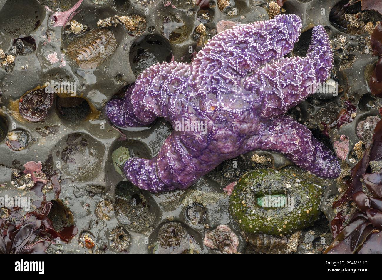Starfish on rocks ruby beach hi-res stock photography and images - Alamy