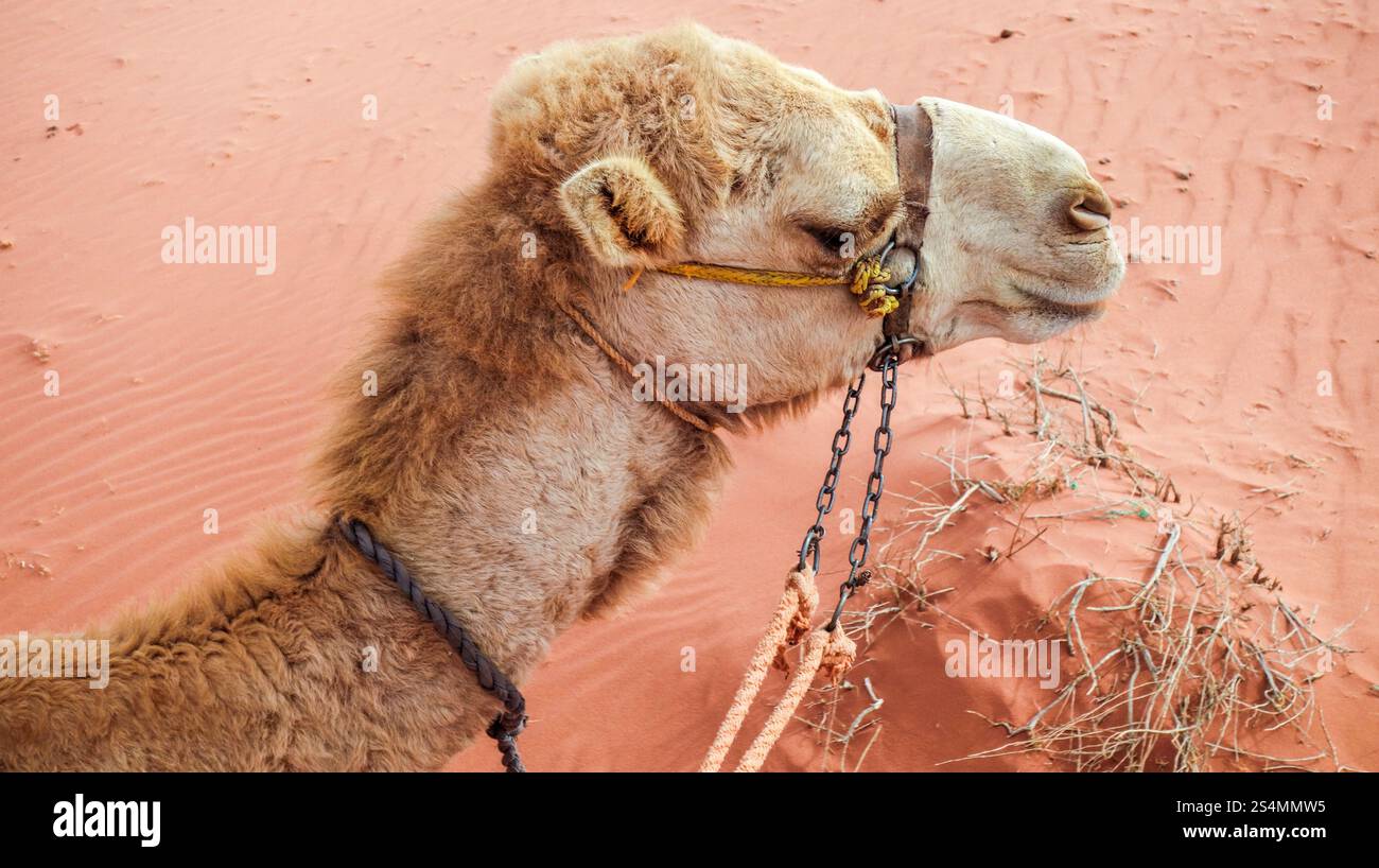 Majestic camel resting on the reddish sand of Wadi Rum in Jordan ...