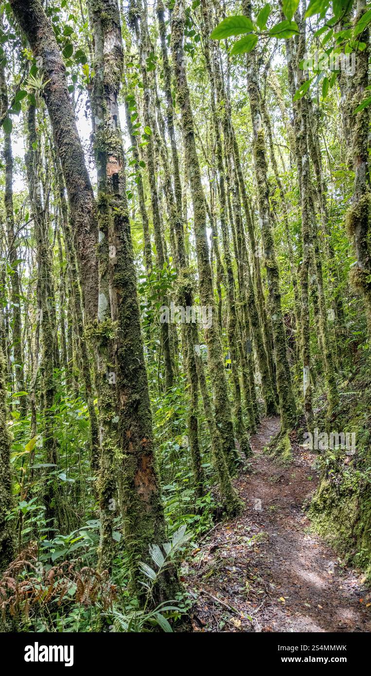 A narrow trail meanders through a dense forest of tall, moss-covered ...