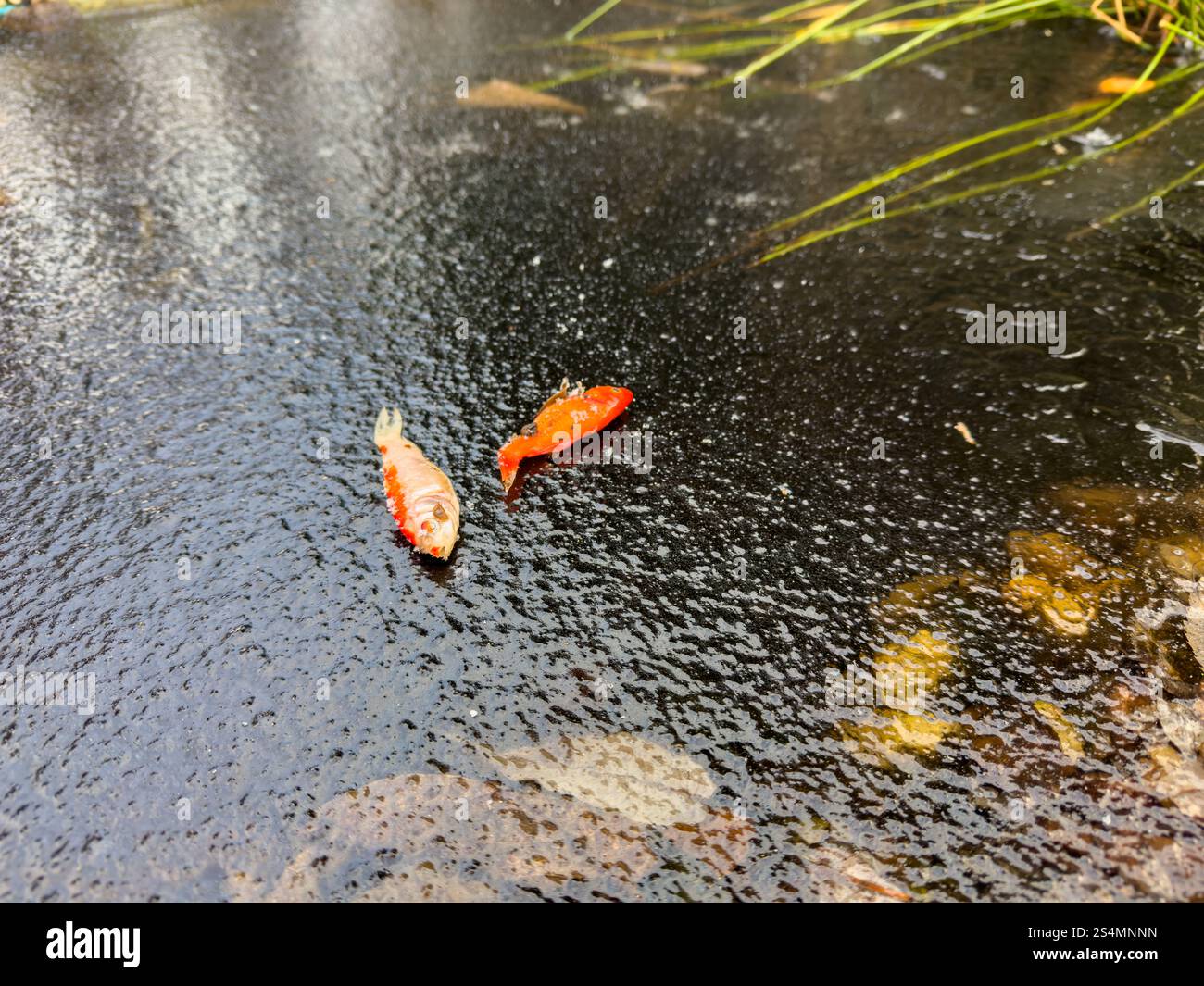 Goldfish froze to death in the garden pond in winter and lay on the ice ...