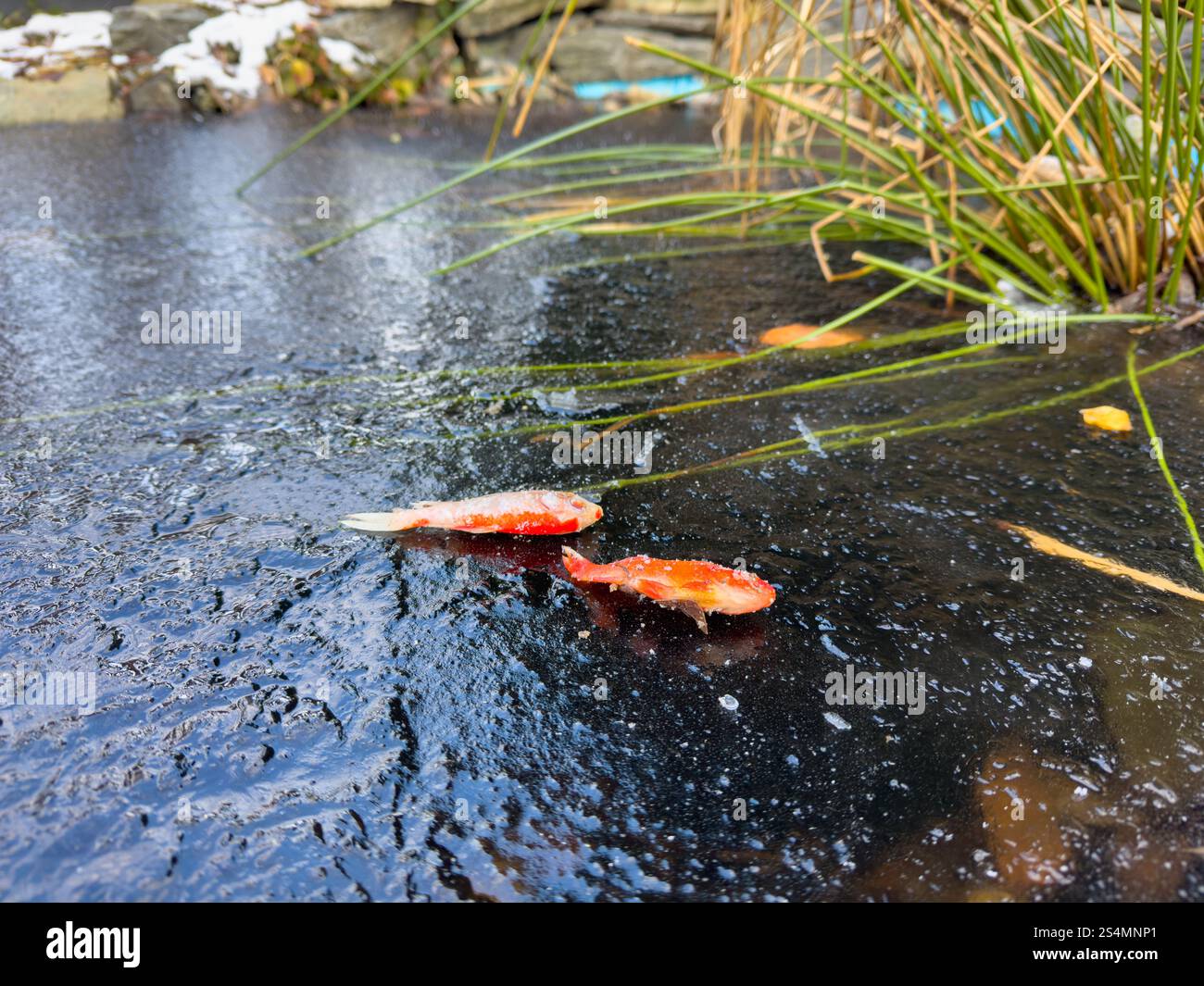 goldfish death in garden pond frozen cold winter Stock Photo - Alamy